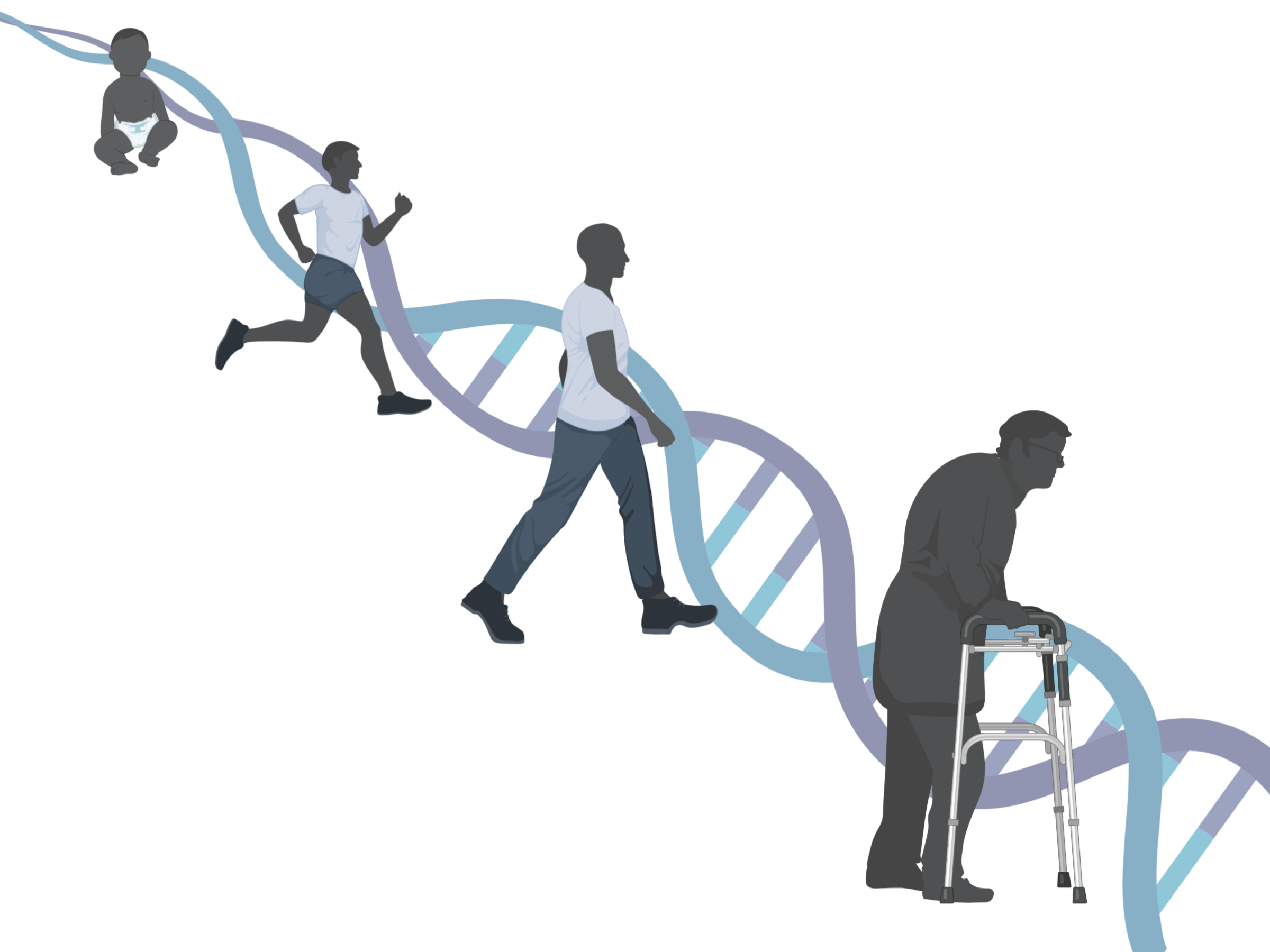 The Healthy Aging Study | Genome Sciences Centre The Healthy Aging Study | Genome Sciences Centre